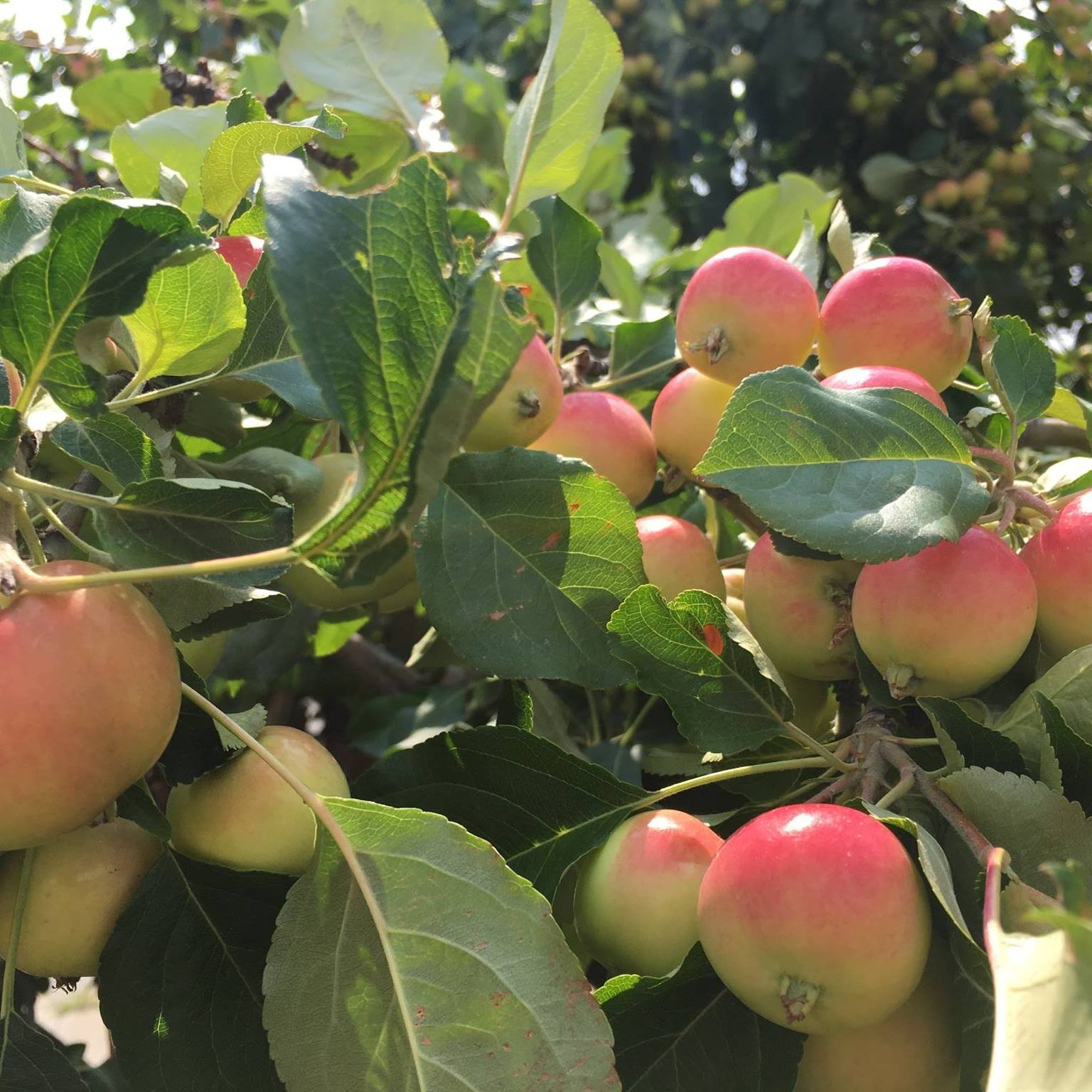 The Johnny Appleseed Project - Cochrane, AB | Alberta Local