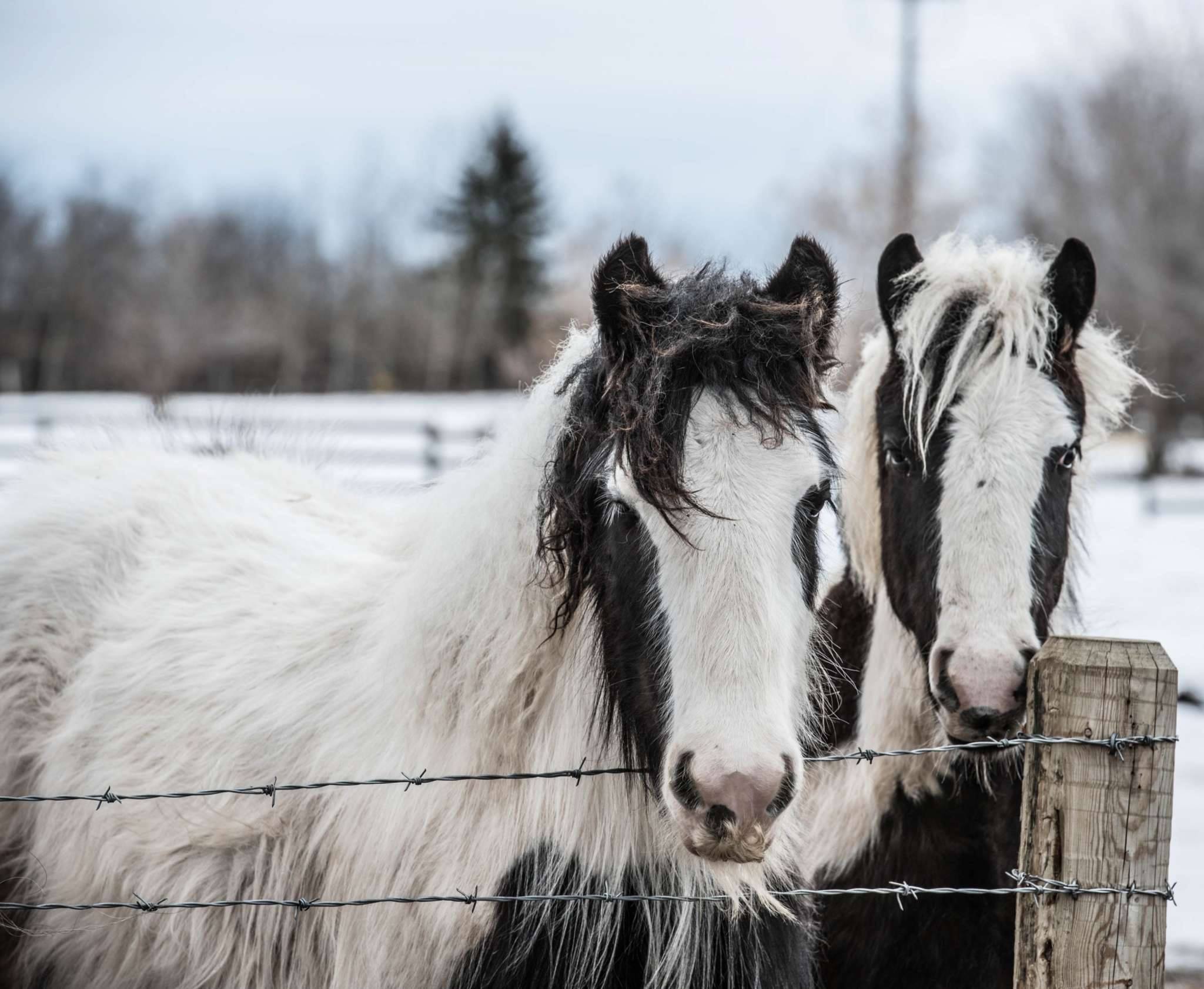 River Lane Ranch - Edmonton, AB | Alberta Local