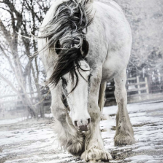 River Lane Ranch - Edmonton, AB | Alberta Local