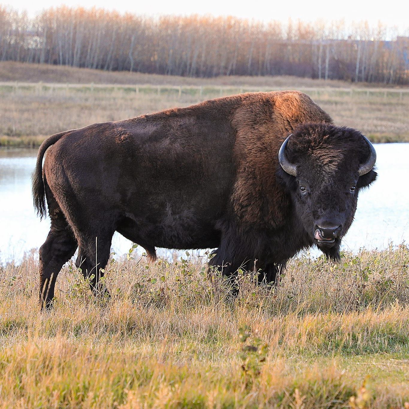 Town Of Wainwright - Wainwright, AB | Alberta Local