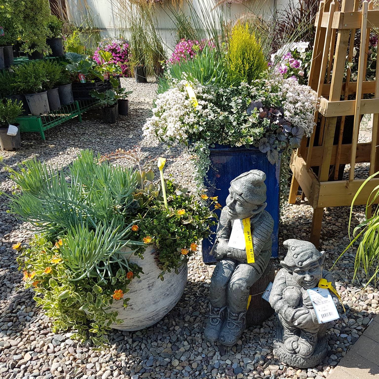 Country Blooms Garden Centre - Lethbridge County, AB | Alberta Local