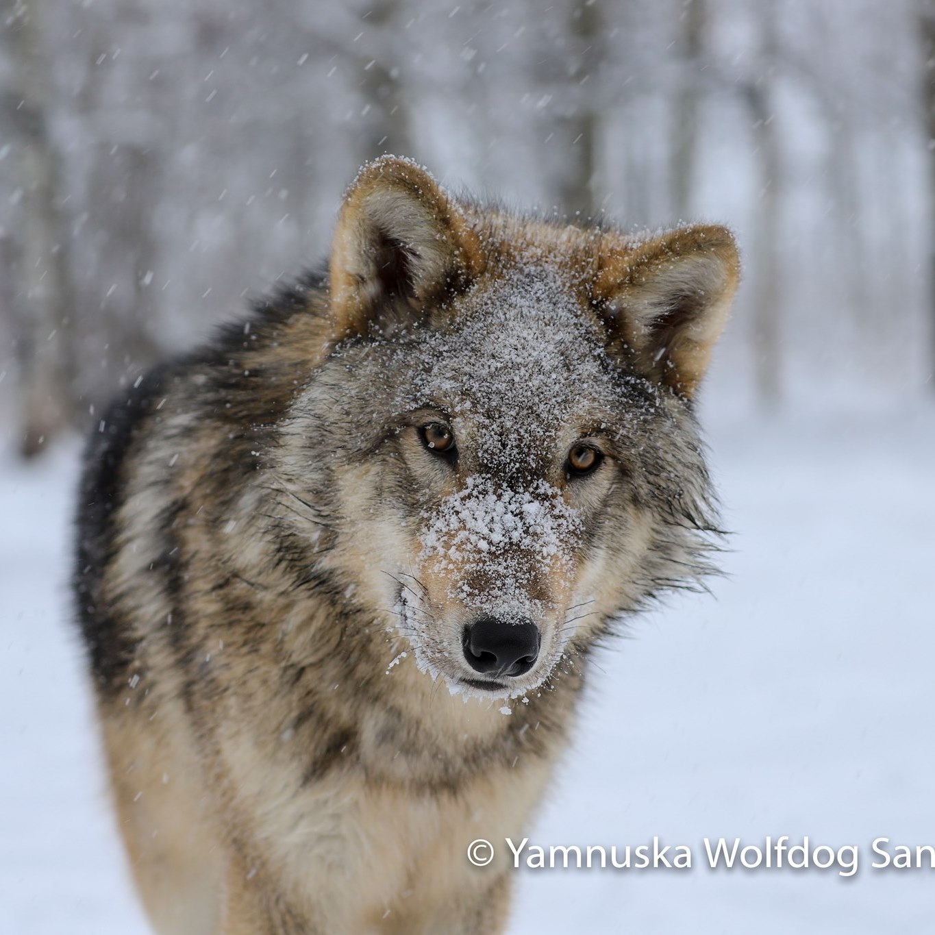 Yamnuska Wolfdog Sanctuary - Cochrane, AB | Alberta Local